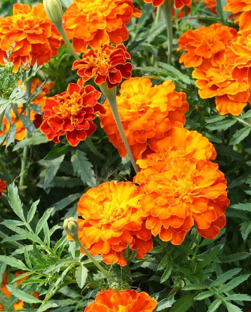 Marigold Seedlings | Organic Flowers and Companion Plants | etobiGrow